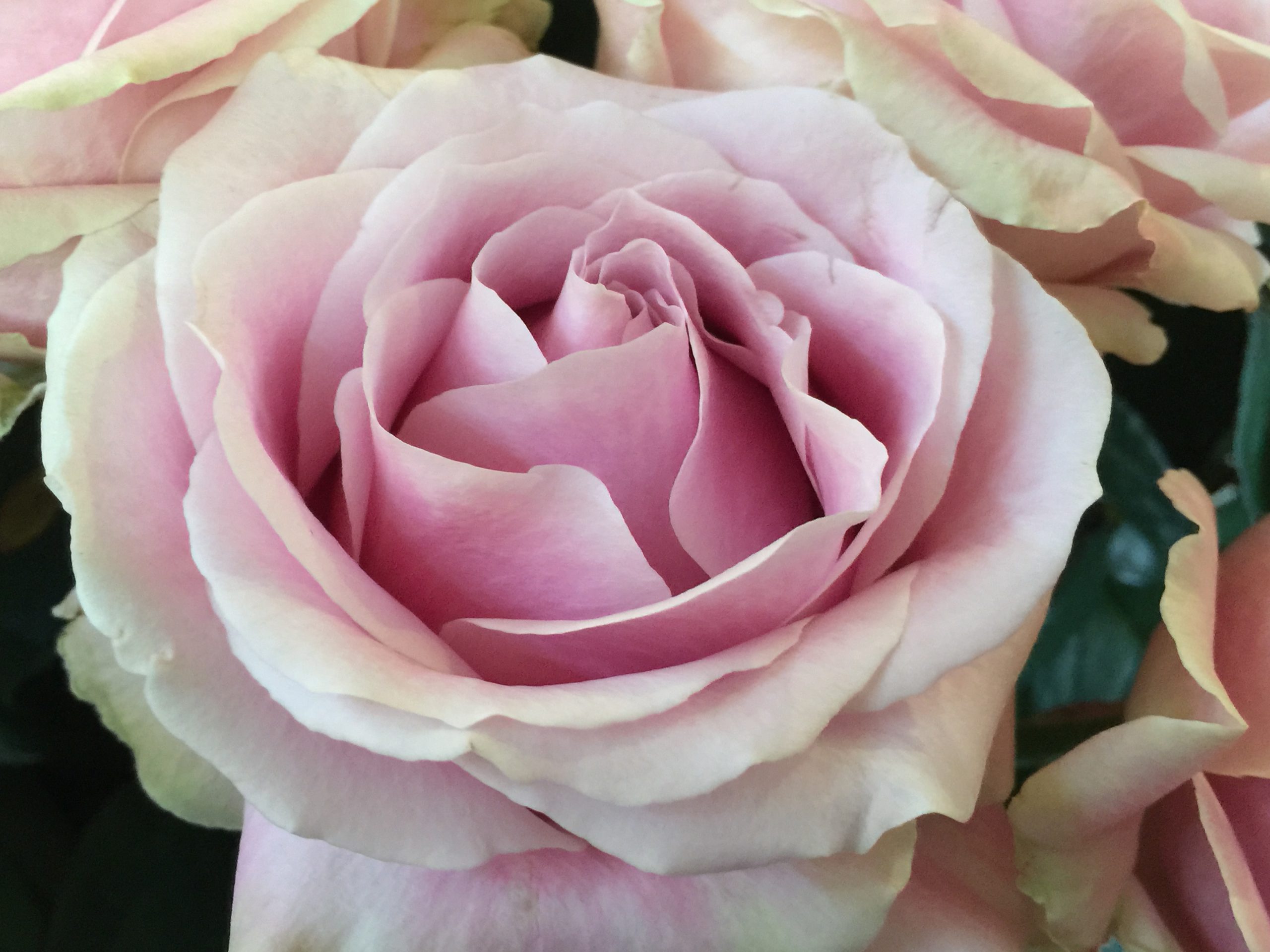 Rose Avalanche: per coronare un sogno - Ingrosso Fiori Gambin