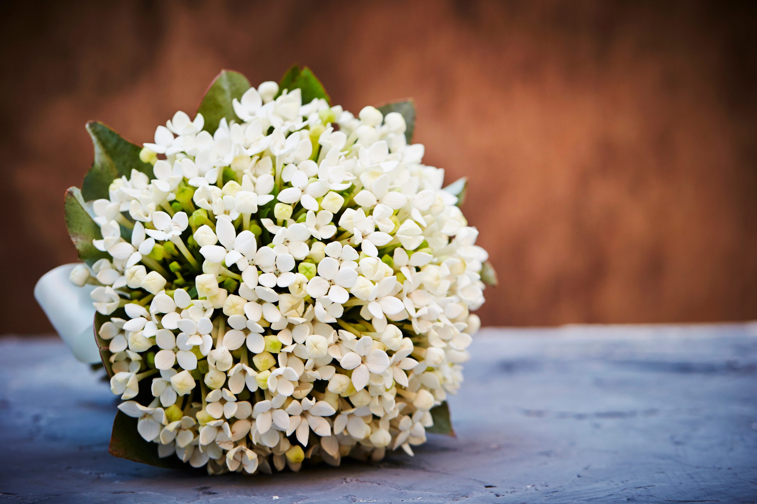 Bouvardia: entusiasmo al massimo – Ingrosso Fiori Gambin